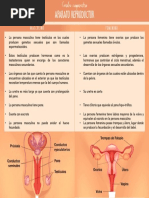 Cuadro Comparativo Del Sistema Reproductor Masculino y Famenino | PDF