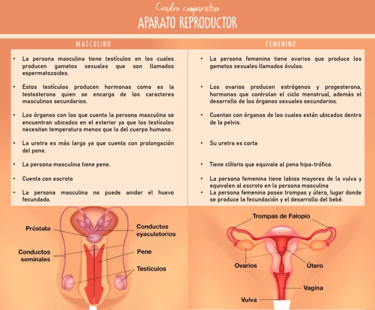 Cuadro Comparativo Del Aparato Reproductor | PDF