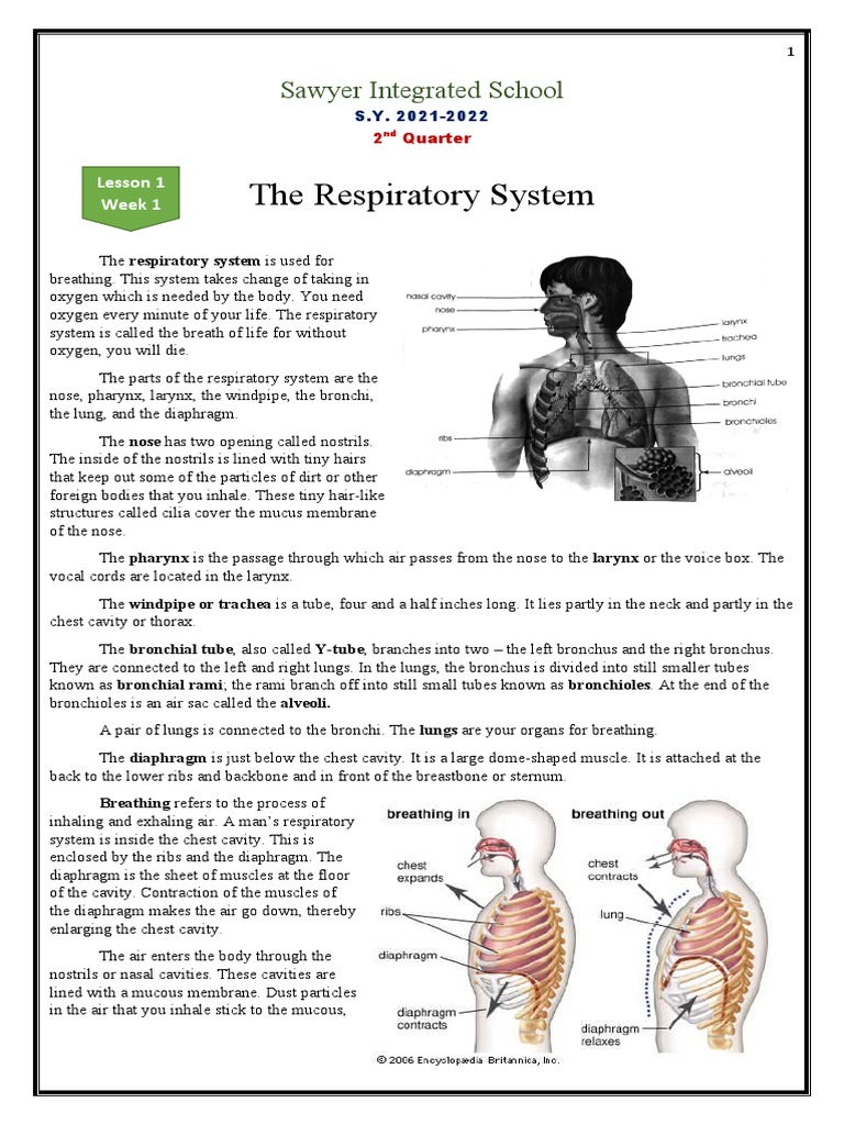 Science 6 - Week 1 - 2nd Quarter | PDF | Respiratory Tract | Lung