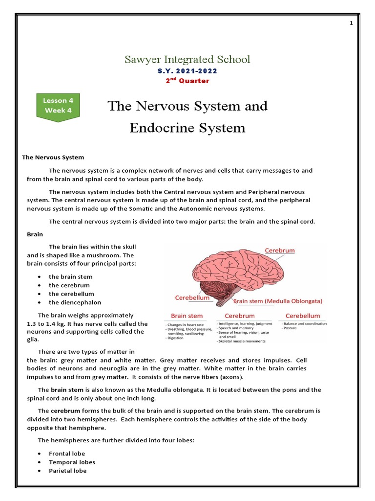 Nervous and Endocrine System Overview | PDF | Central Nervous System ...