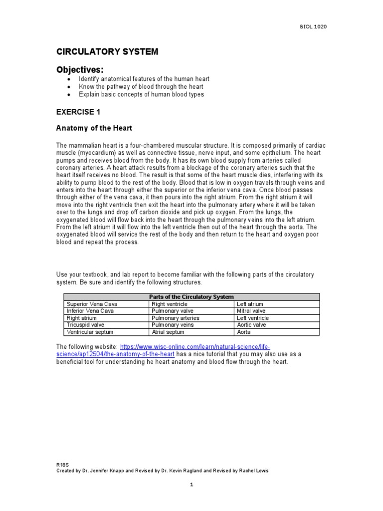 Circulatory Lab Report Revised | PDF | Heart Valve | Heart