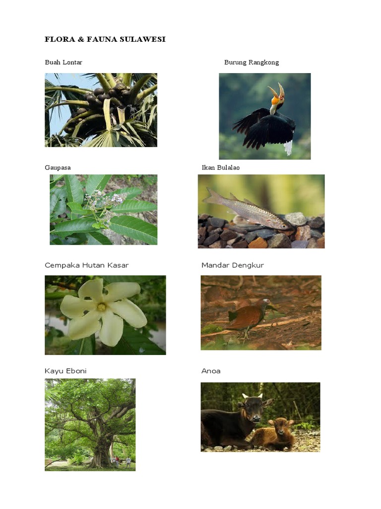 Flora & Fauna Sulawesi & Papua | PDF