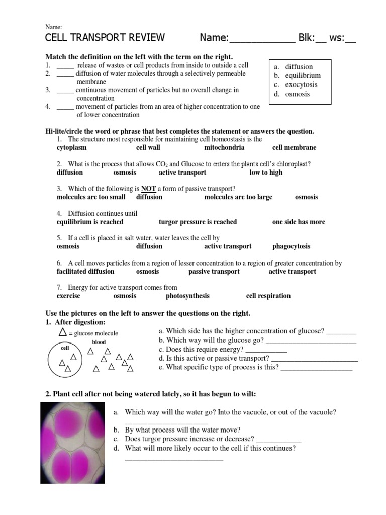 Cell Processes Blank Review | PDF | Osmosis | Cellular Respiration