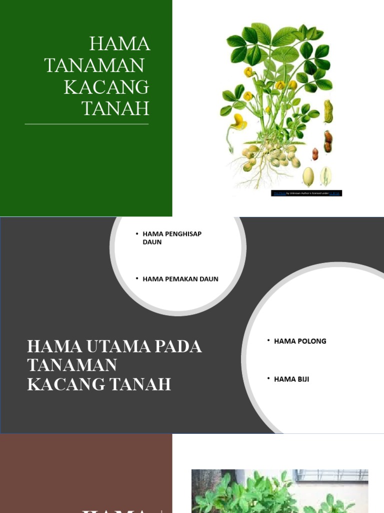 HAMA TANAMAN Kacang Tanah | PDF | Griya & Taman | Teknologi & Rekayasa