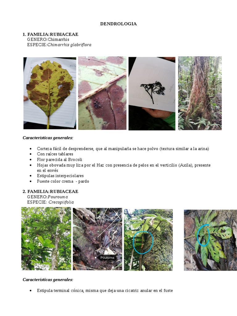 Resumen Dendrologia | PDF | Hoja | Arecaceae