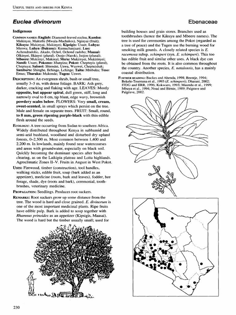 Ebenaceae: Euclea Divinorum | PDF | Trees | Plants