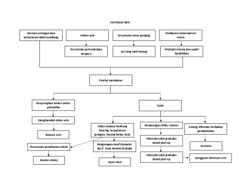 Pathway BPH | PDF