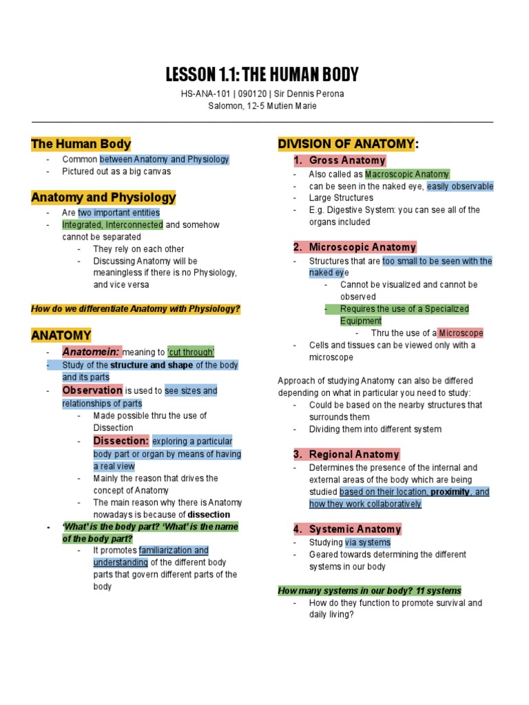 Anatomy Notes | PDF | Anatomical Terms Of Location | Human Body