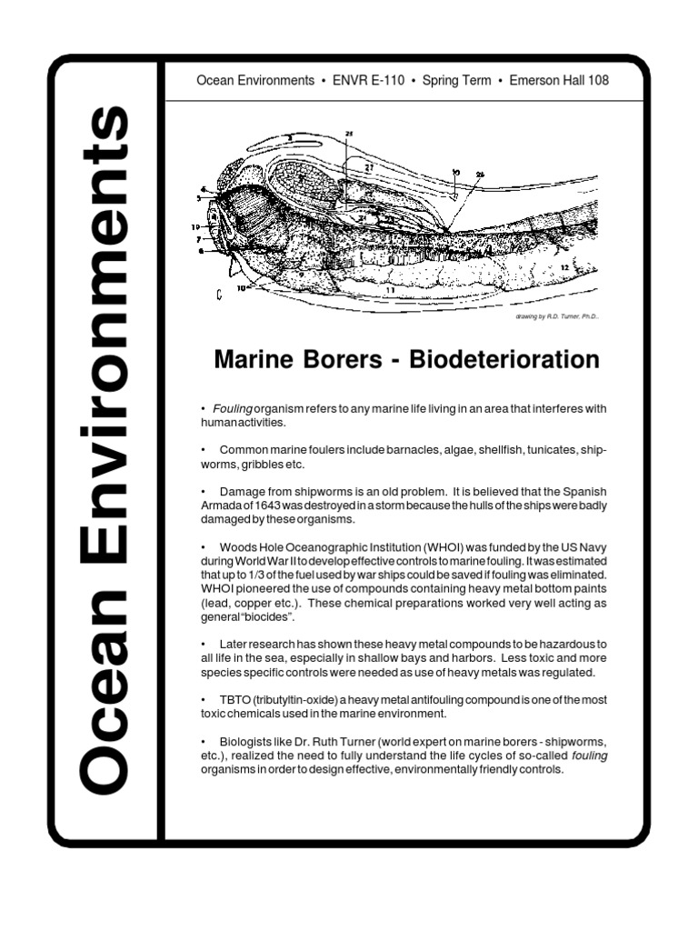 Marine Borers Bio Deterioration | PDF | Ships | Sea