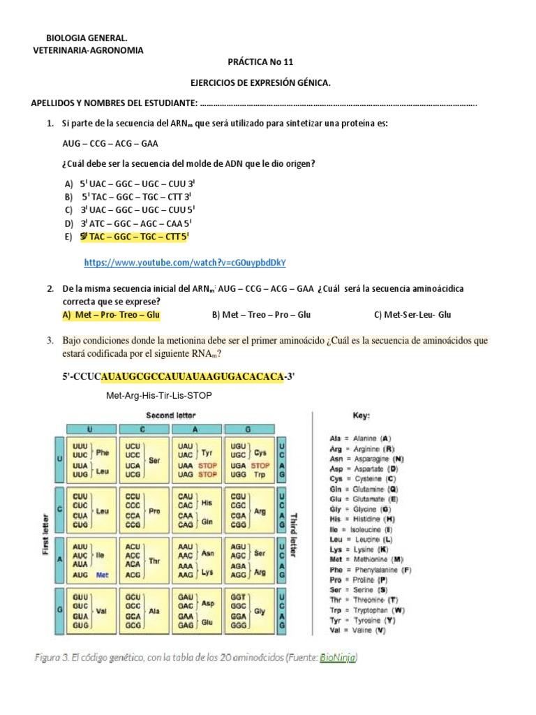 Práctica 11 - Ejercicios de Expresión Génica Junior | PDF | Traducción (biología) | Ribosoma