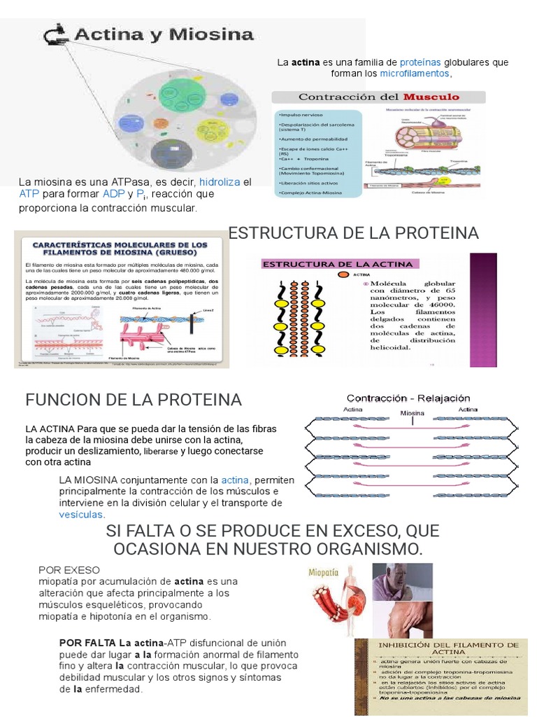 Miosina y Actina | PDF