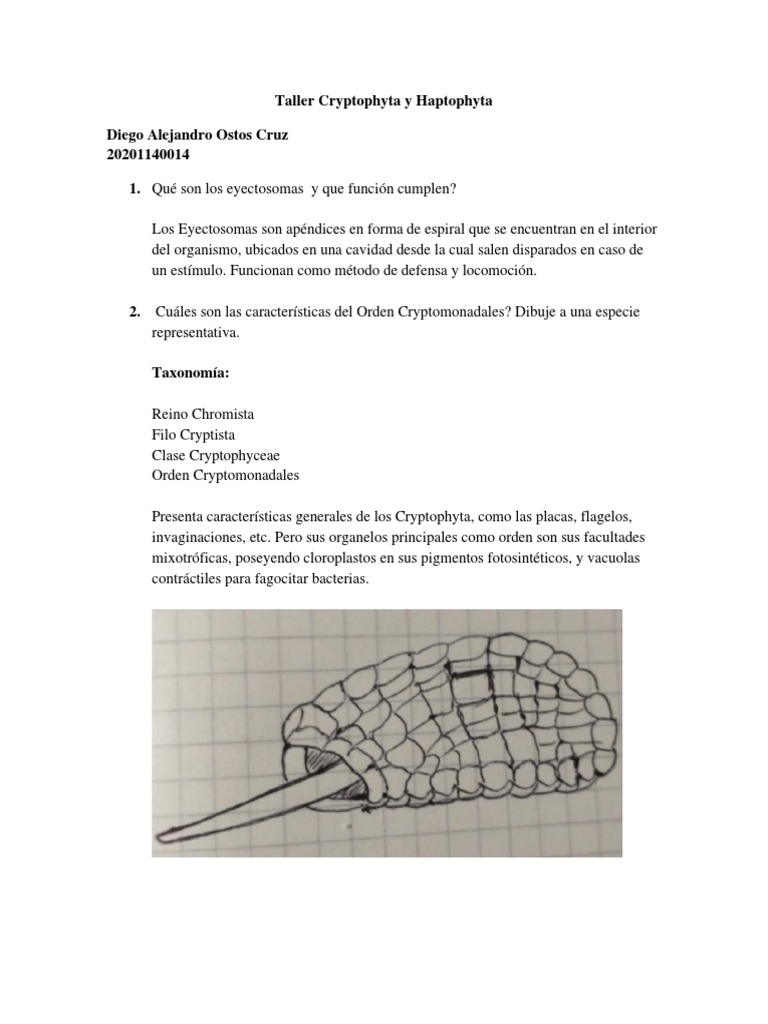 Taller Cryptophyta y Haptophyta (Hecho) | PDF | Cloroplasto | Biología