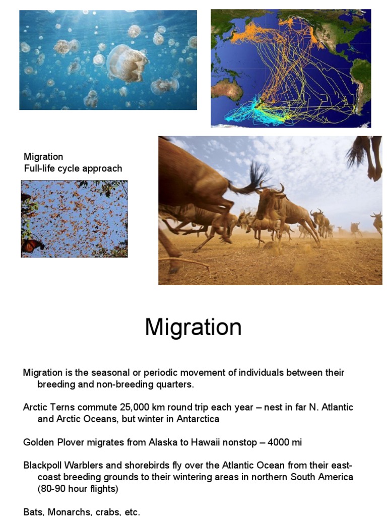 Migration Full-Life Cycle Approach | PDF | Bird Migration | Birds