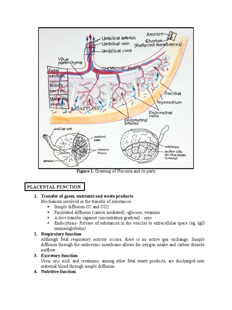 The Functions of the Placenta: A Comprehensive Breakdown of its Vital ...