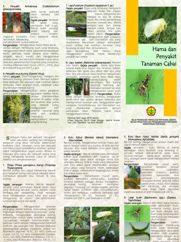 Hama dan Penyakit Tanaman Cabai | PDF | Sains & Matematika