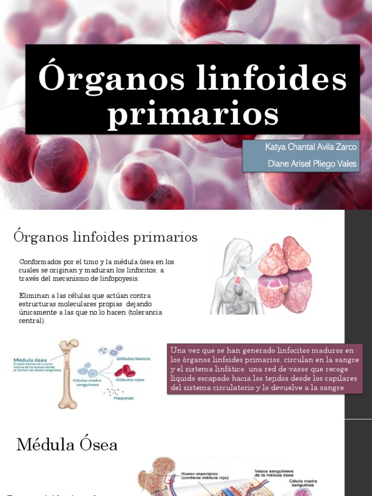Órganos Linfoides Primarios | PDF | Timo | Hematopoyesis