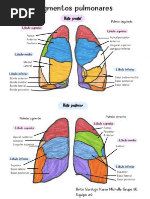 Lóbulos Pulmonares