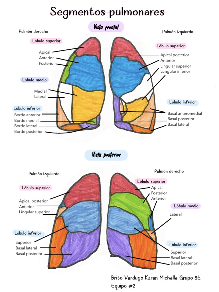 Segmentos Pulmonares | PDF