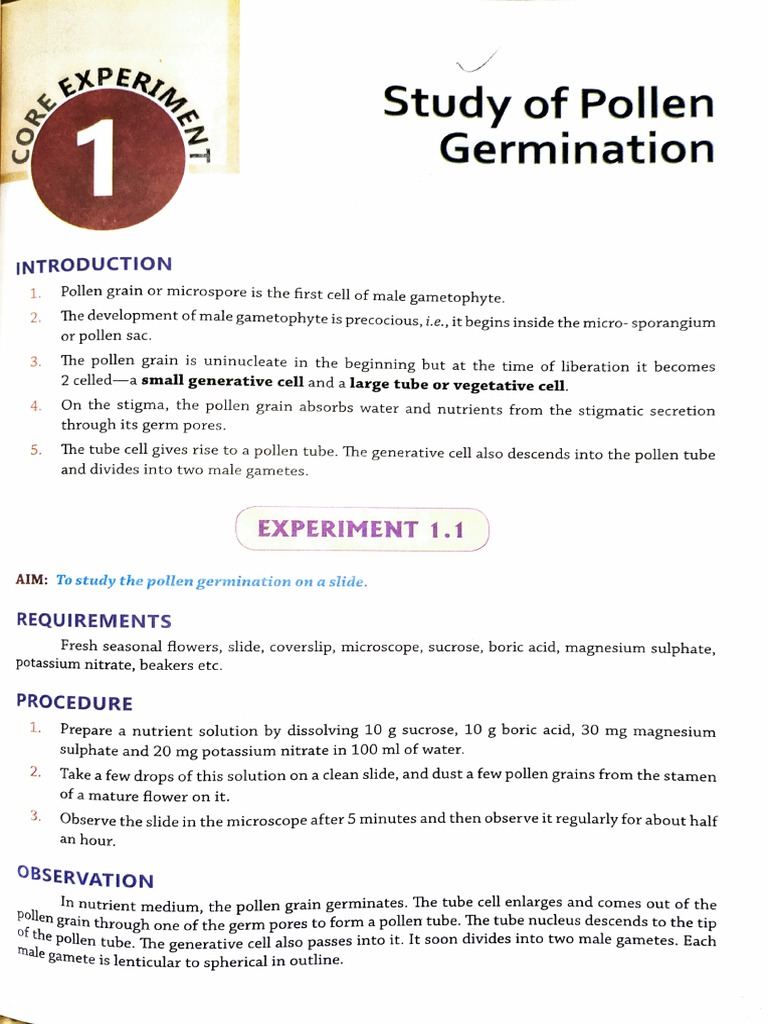 Experiment 1 Pollen Germination | PDF | Pollen | Anatomy
