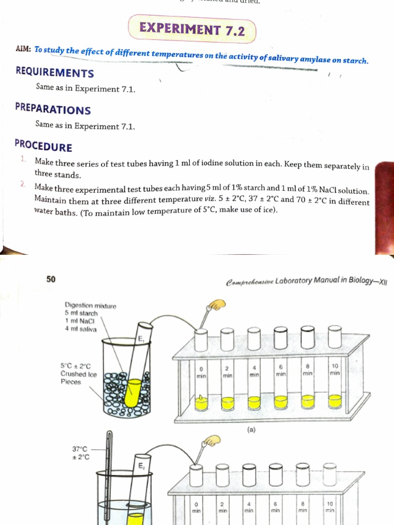 Experiment 7 - Salivary Amylase PH and Temperature | PDF | Iodine | Ph