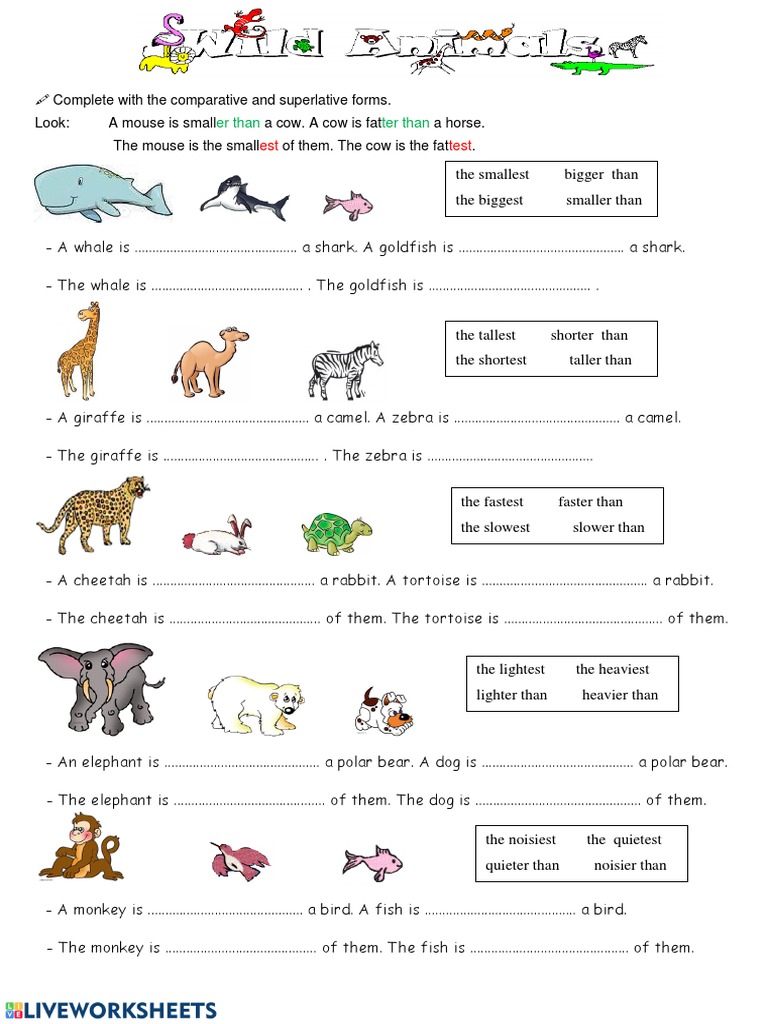 Worksheet #3 | PDF | Zoology