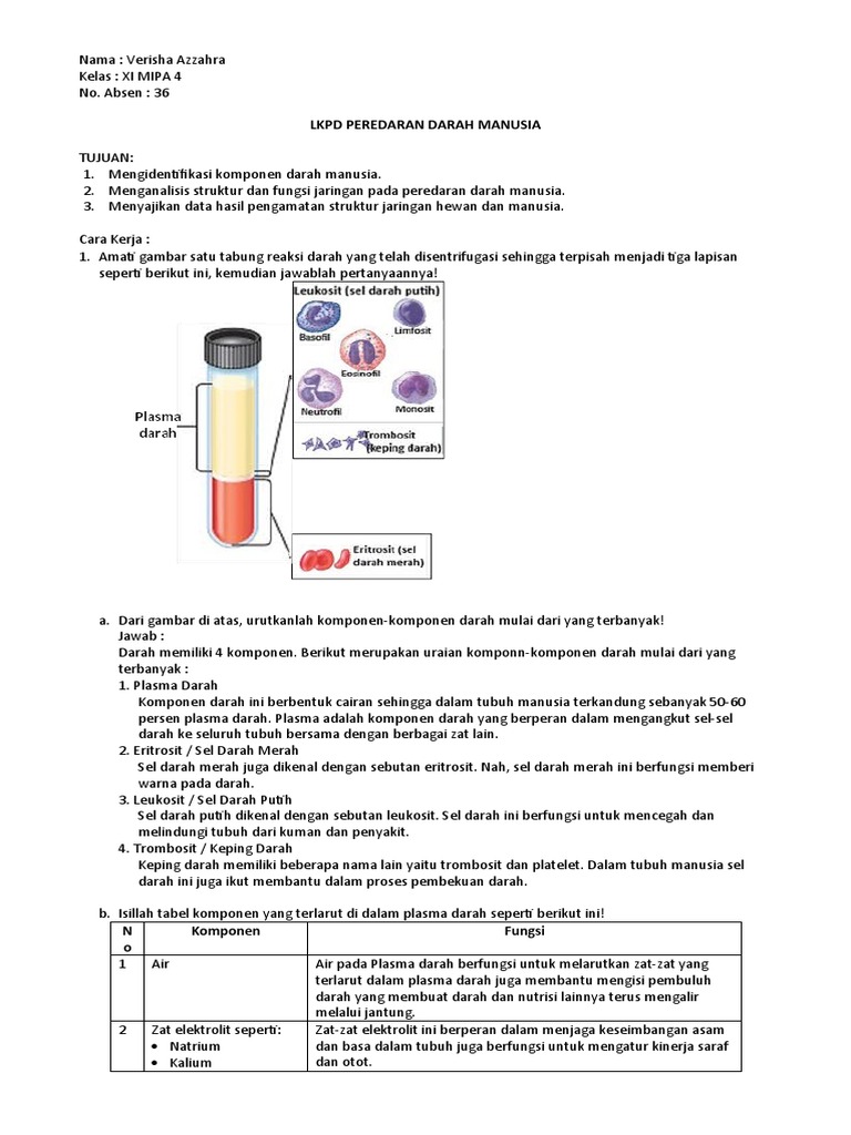Verisha Azzahra - LKPD PEREDARAN DARAH MANUSIA (Jawaban) | PDF
