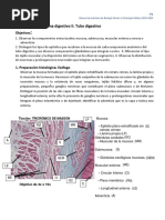 Histología Del Esófago en Cerdos - Grupo 3 | PDF | Membrana mucosa ...
