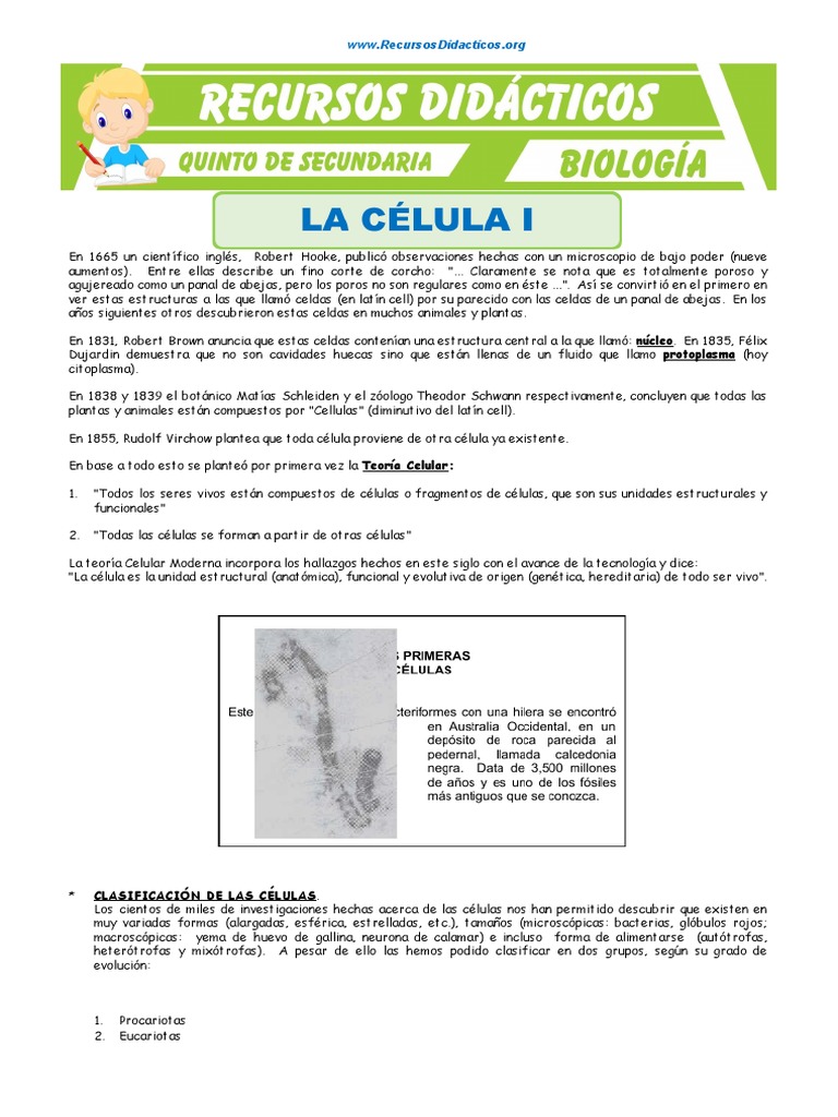 Celula 1 | PDF | Biología Celular) | Citoplasma