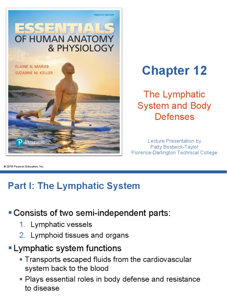 CHAPTER 12 Lymphatic System | PDF | Lymph Node | Lymphatic System