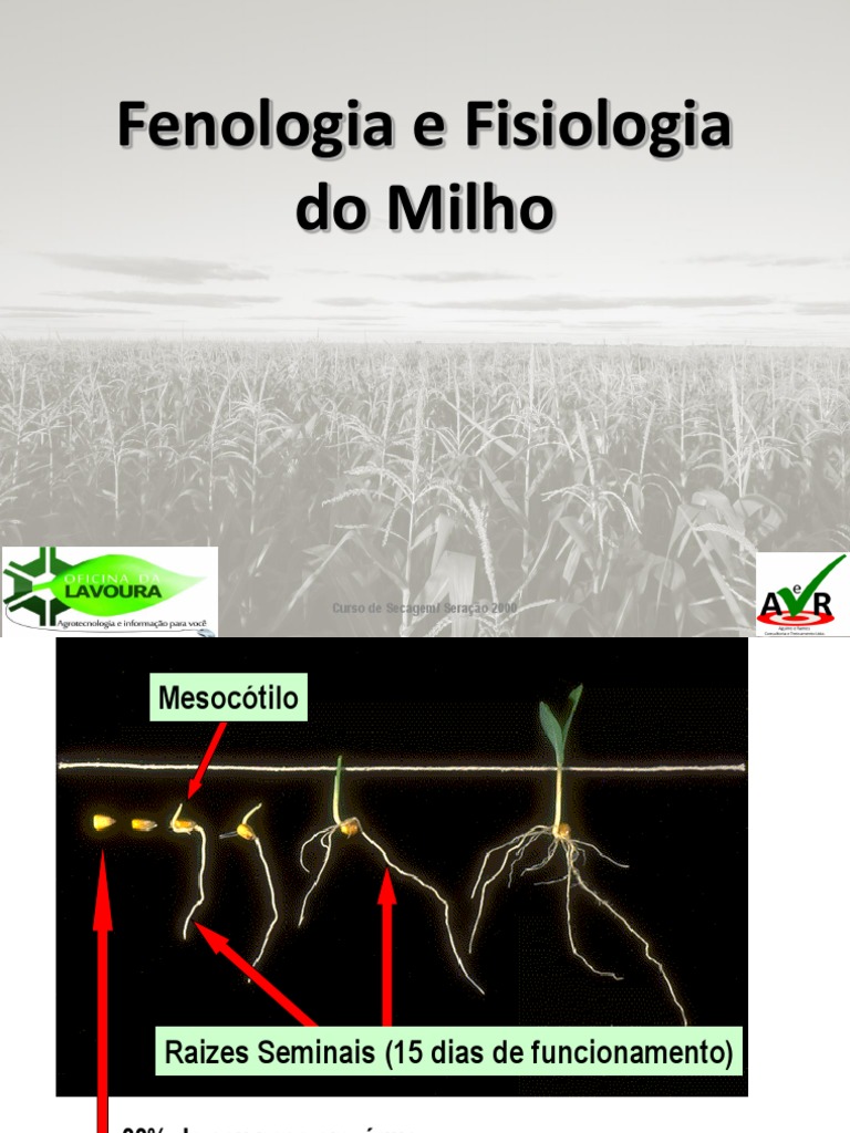 8-Fenologia e Fisiologia Do Milho AeR | PDF | Pólen | Milho