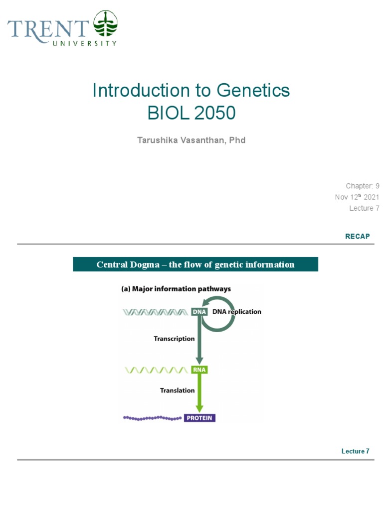 Biol 2050 Lecture 7 Pdf Dna Replication Gene