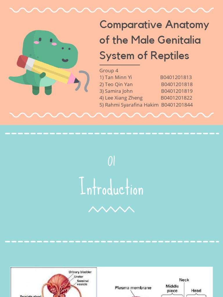 Comparative Anatomy of The Male Genitalia System of Reptiles | PDF ...