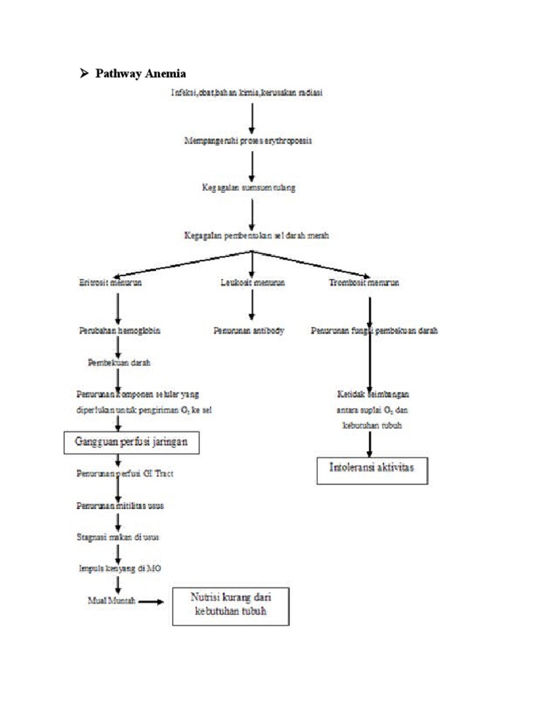 Understanding Pathway Anemia | PDF