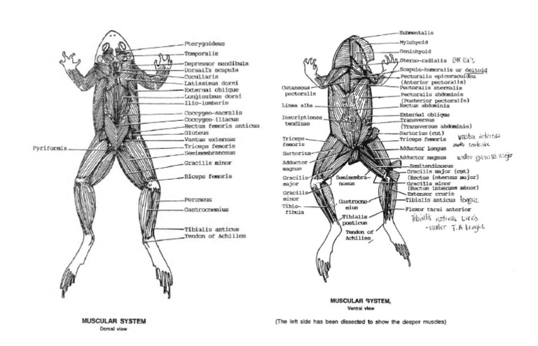 Frog Muscular System | PDF