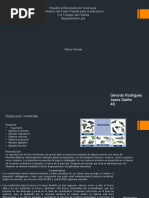 Anatomia Mosca Completa Con Imagenes | PDF