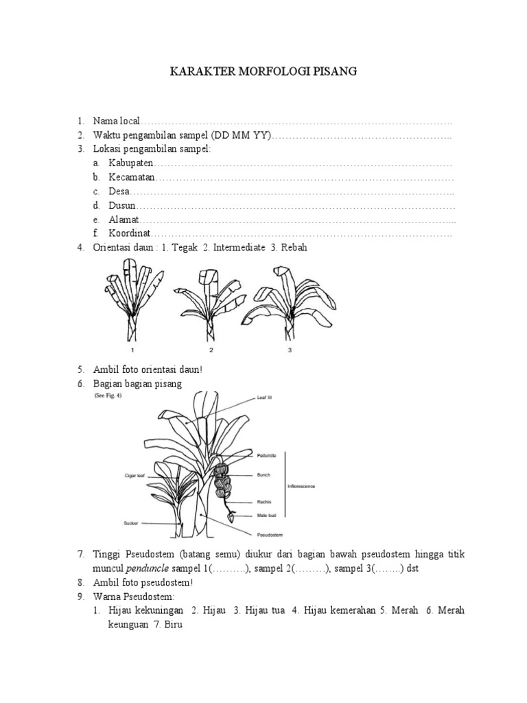 Deskriptor Pisang | PDF