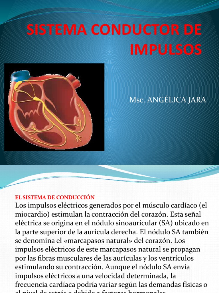 Sistema Conector o Conductor de Impulsos | PDF | Corazón | Vena