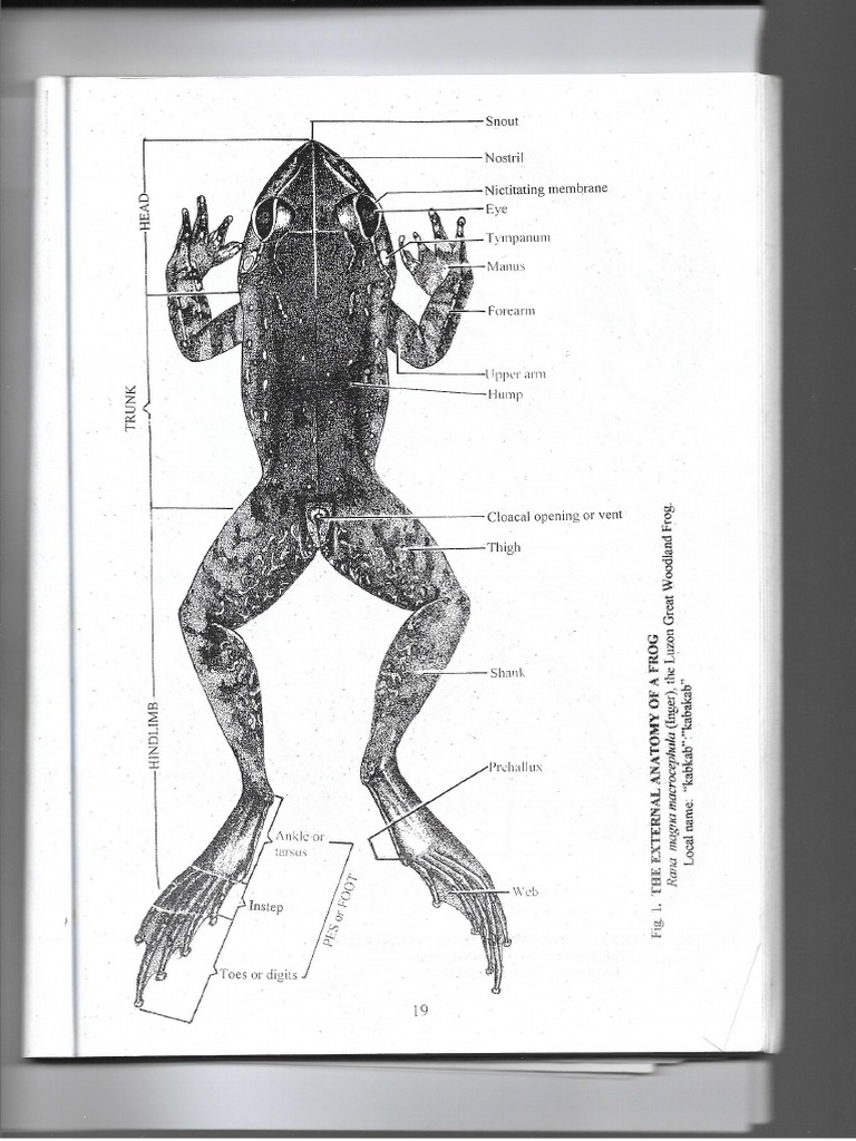 Frog Atlas | PDF