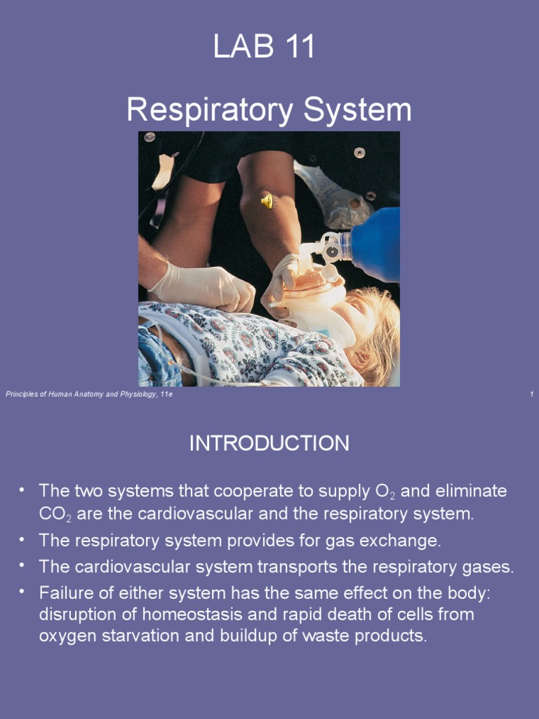 Lab 11 Respiration Mammalian Physiology | PDF | Nature | Respiratory Tract