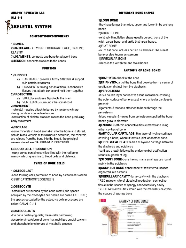 Anatomy of Long Bones Overview | PDF | Vertebral Column | Vertebra