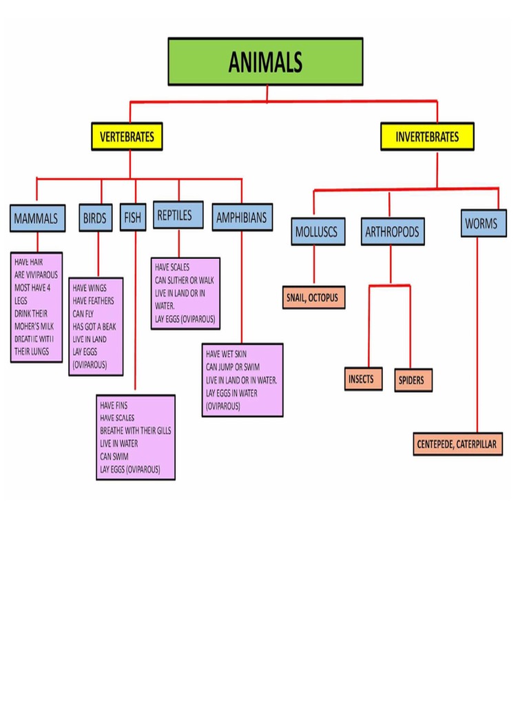 Mind Map Vertebrates and Invertebrates | PDF