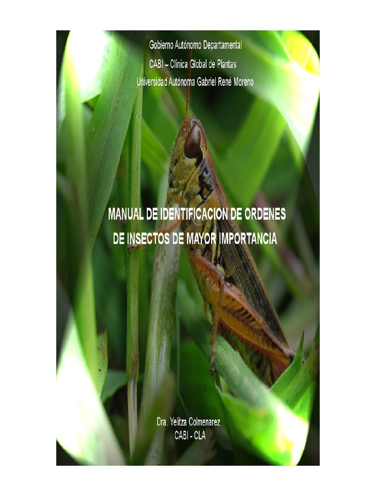 Manual of Identification of Major Insect Orders | PDF | Mosca ...