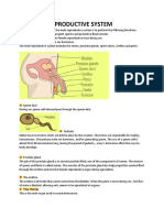 How To Draw Male Reproductive System - Front View | PDF