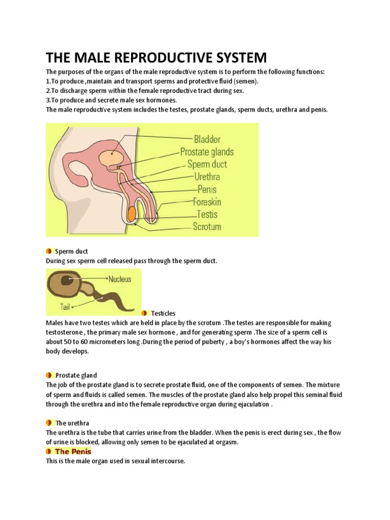 The Male Reproductive System | PDF