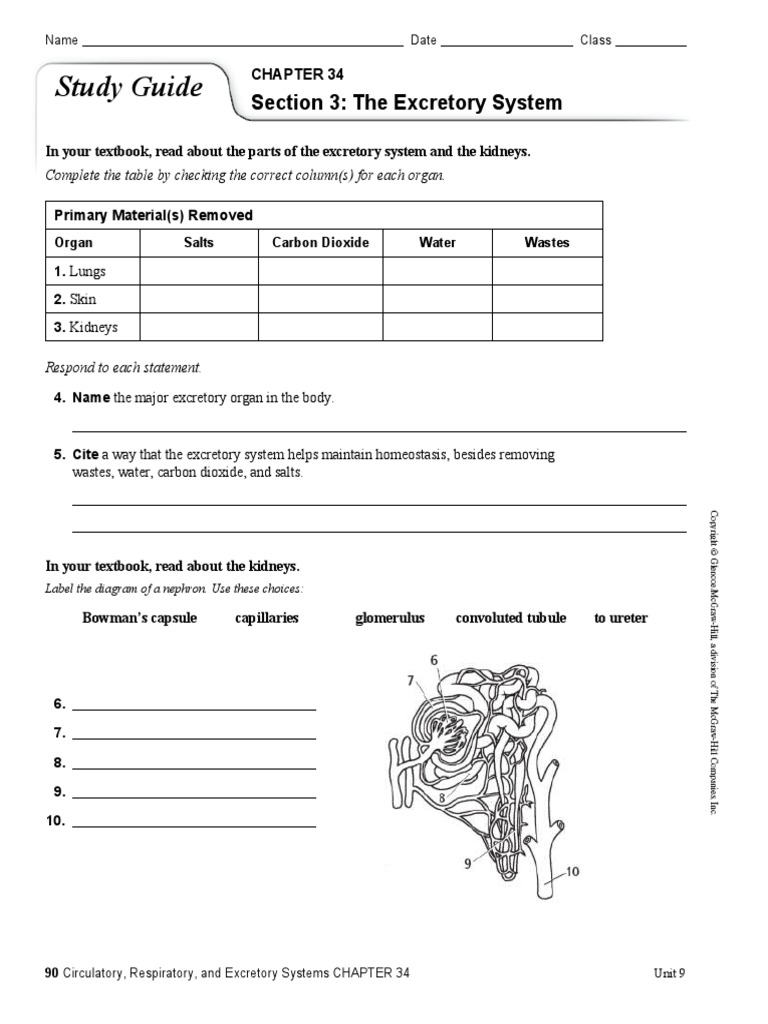 Excretory System Study Guide | PDF | Science & Mathematics