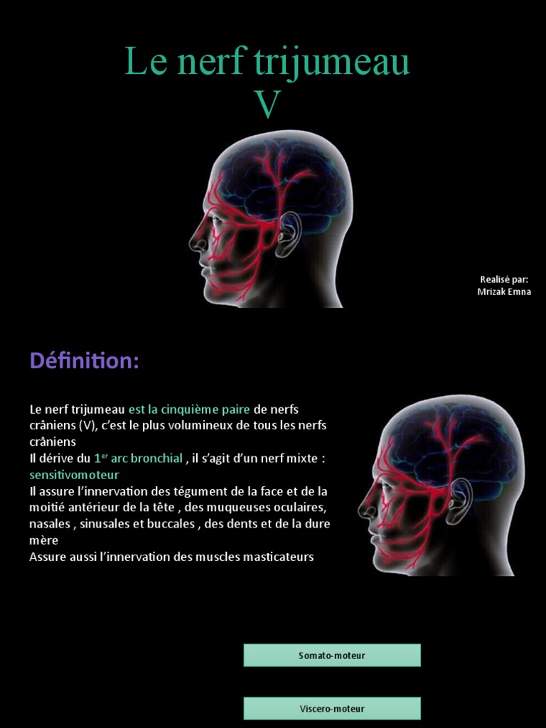 Le Nerf Trijumeau | PDF | Visage | Anatomie humaine