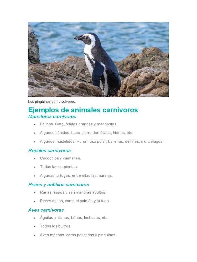 Pingüinos: Aves Carnívoras Piscívoras | PDF | Estudios de idiomas ...