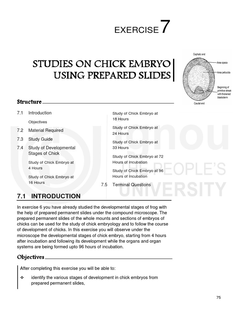 Exercise 7 Chick Embryo | PDF | Anatomy | Developmental Biology