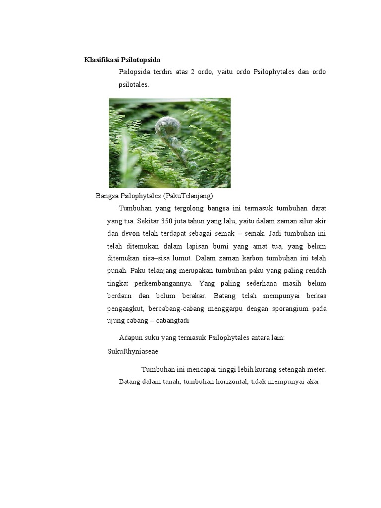 C... Psilotopsida | PDF