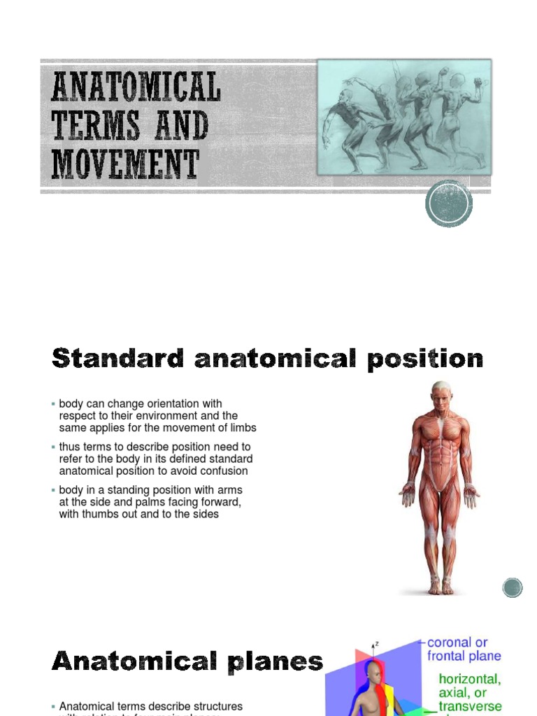 3 Anatomy of Movement | PDF | Anatomical Terms Of Motion | Anatomical ...